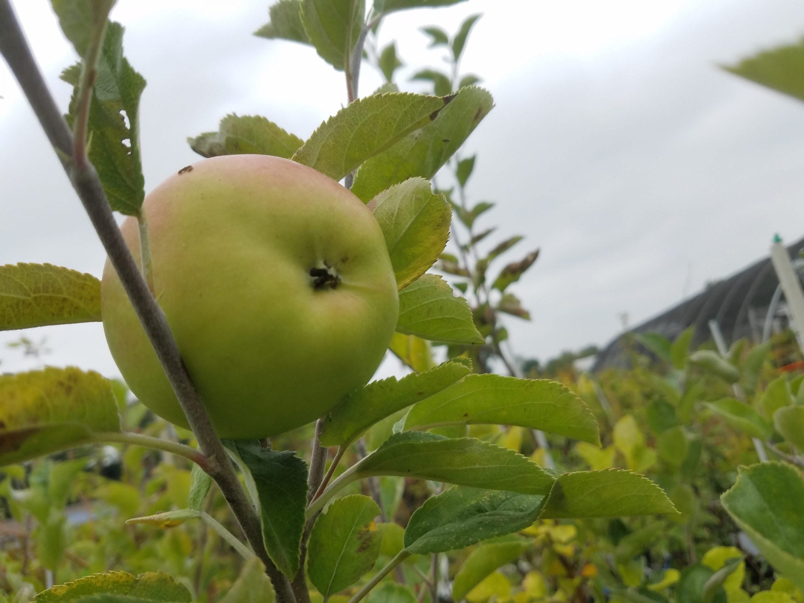 Etter’s Gold Apple – Planting Justice