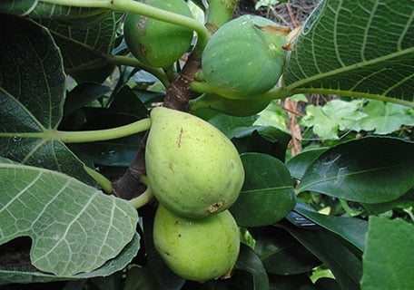 Excel Fig – Planting Justice