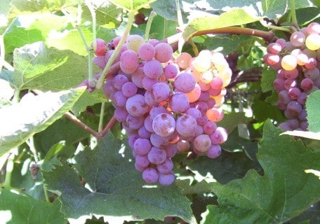 Canadice Seedless Grape – Planting Justice
