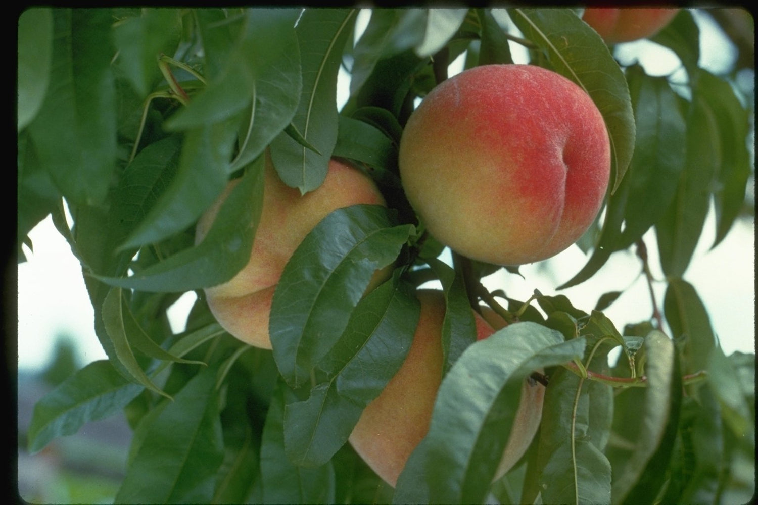 Peaches (Prunus Persica) – Planting Justice