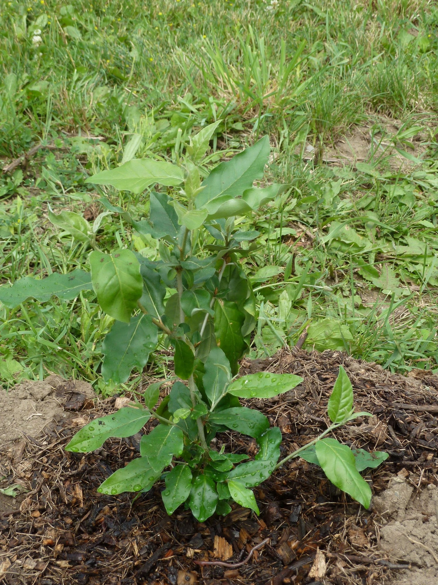 Goumi (Elaeagnus multiflora) – Planting Justice