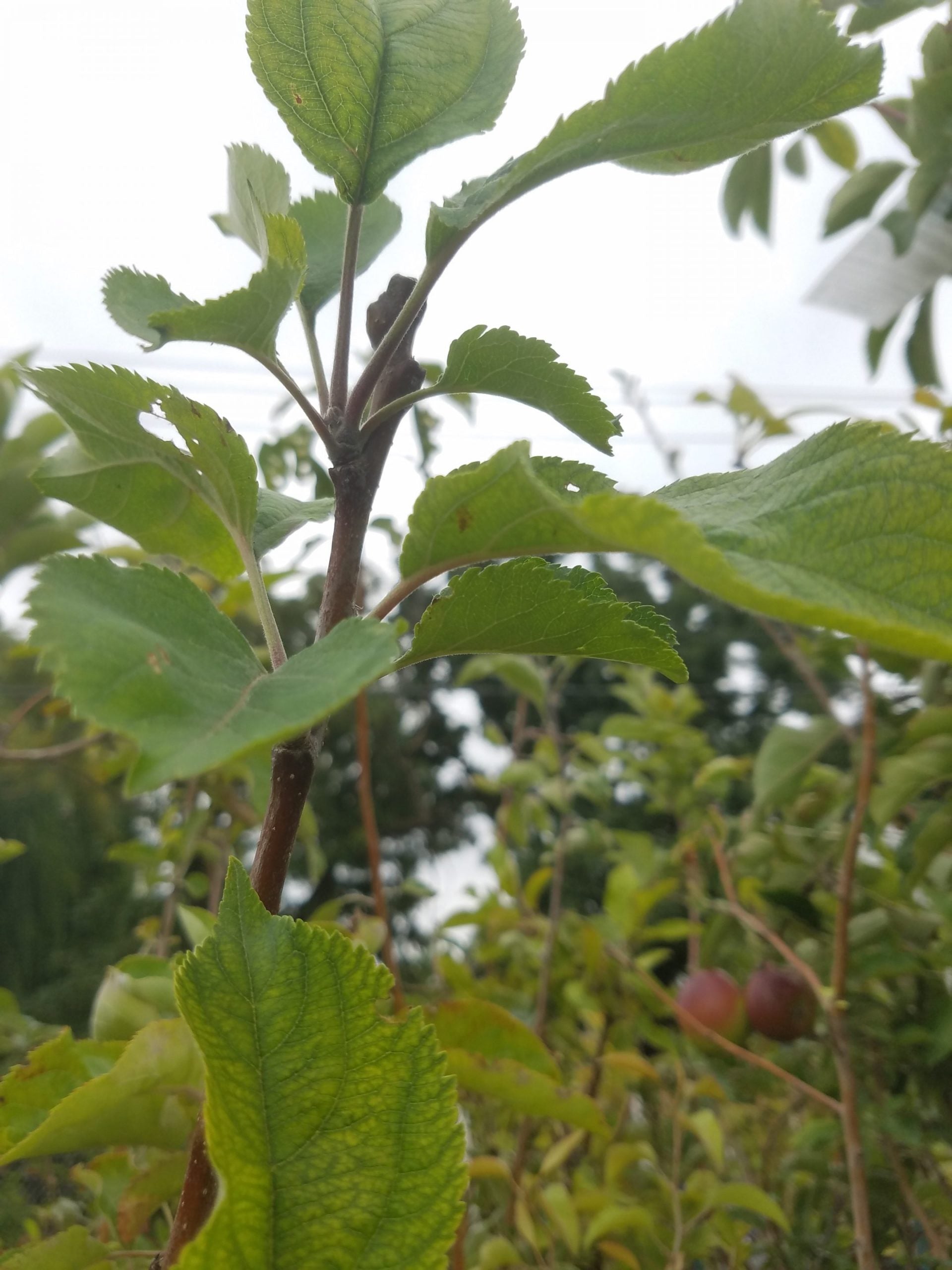 Lowland Raspberry Apple – Planting Justice