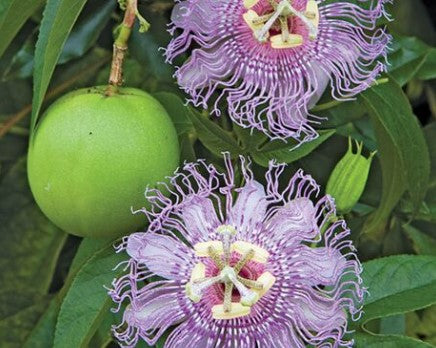 Maypop Passionflower Vine (Passiflora incarnata) – Planting Justice