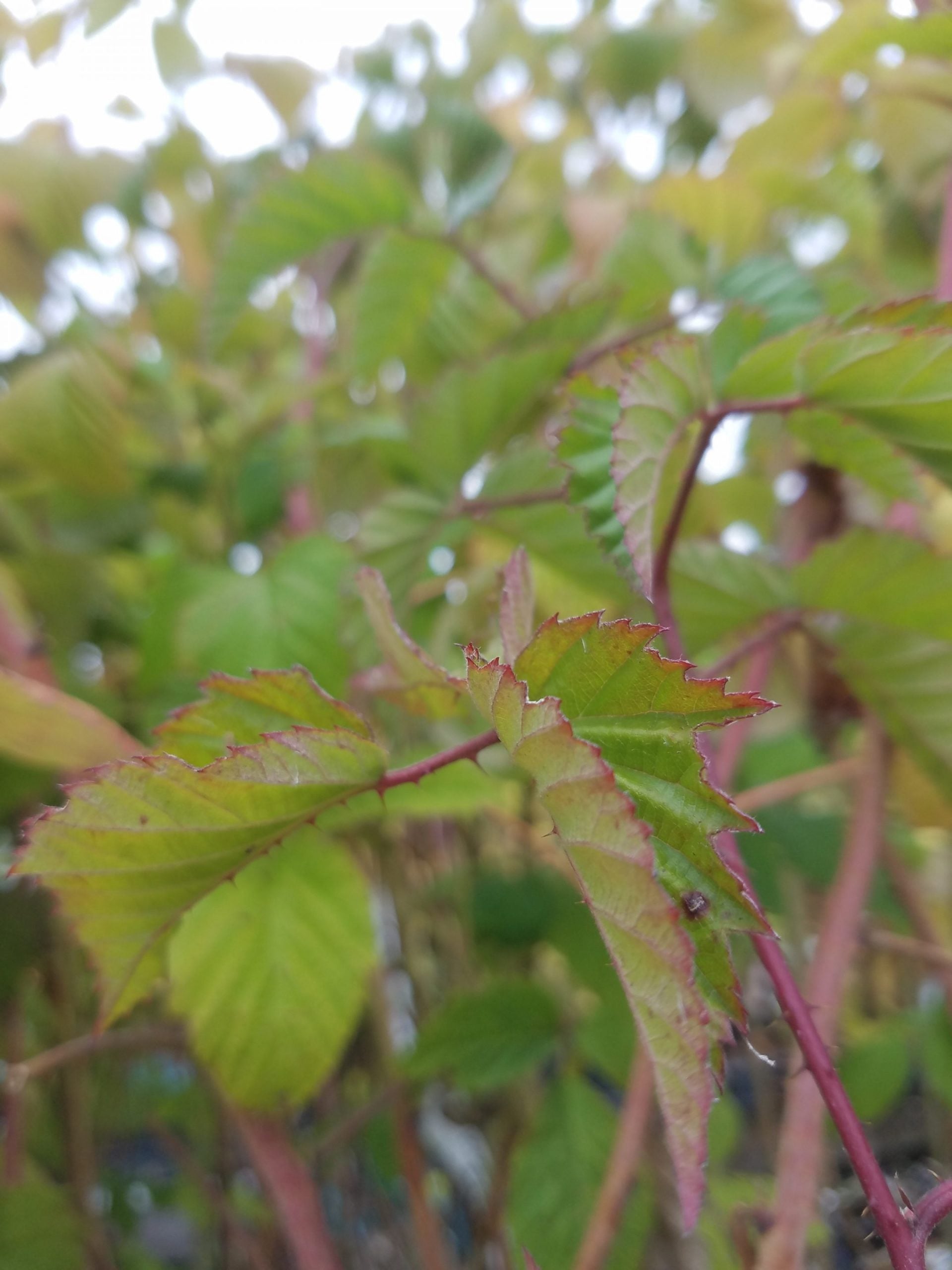 Meeker Red Raspberry – Planting Justice