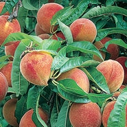 Desert Gold Peach – Planting Justice