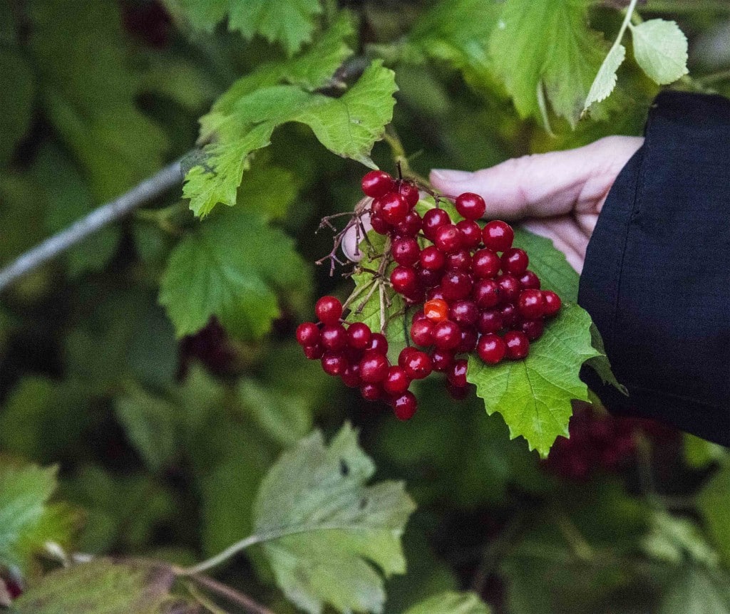 Mulka Red Currant – Planting Justice