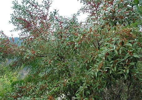 Ruby Autumn Olive – Planting Justice