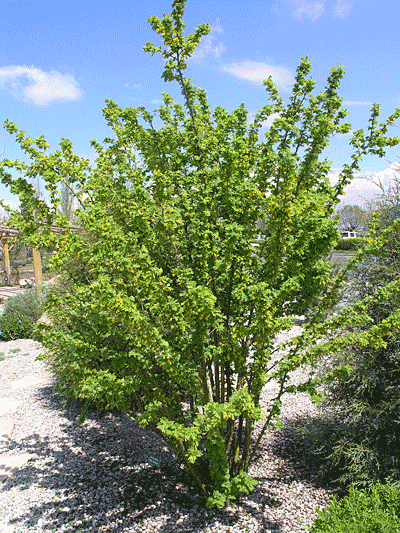 Siberian Pea Shrub – Planting Justice