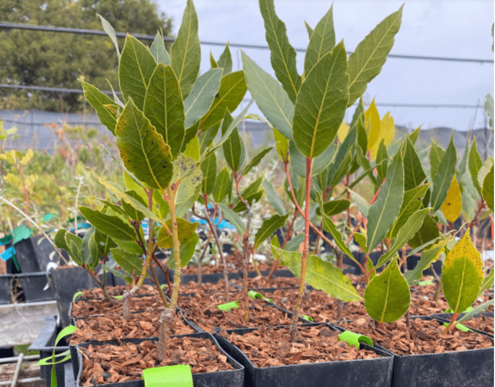 Sweet Bay (Laurus nobilis) – Planting Justice
