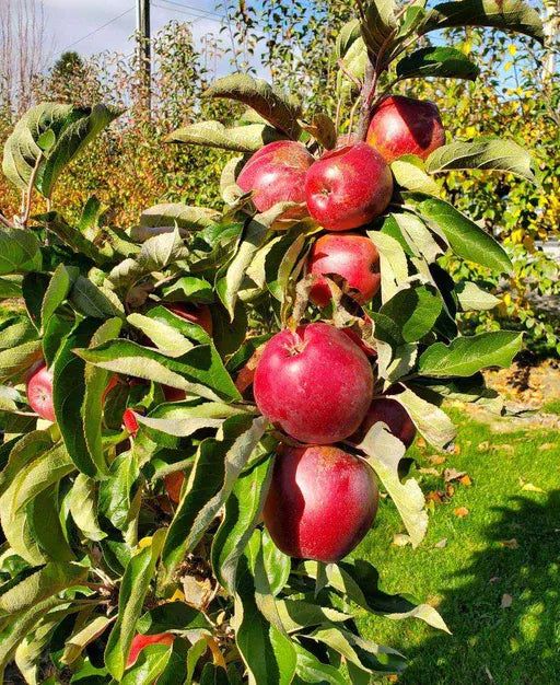 Northpole™ Columnar Apple – Planting Justice