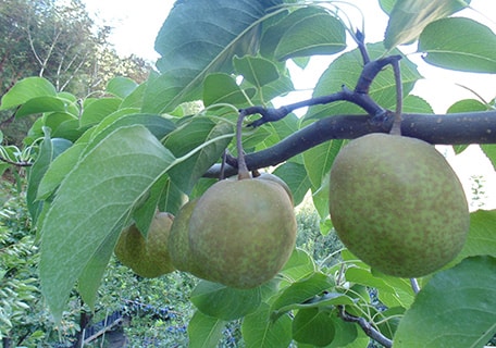 Tsu Li Asian Pear – Planting Justice