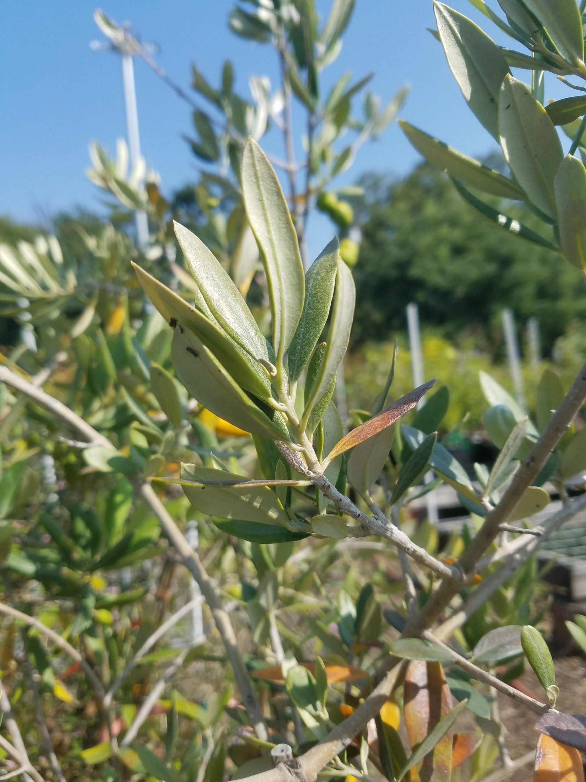 Universal – Planting Justice